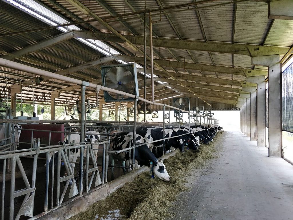 Our solutions for ruminants - Heat stress | Thermo