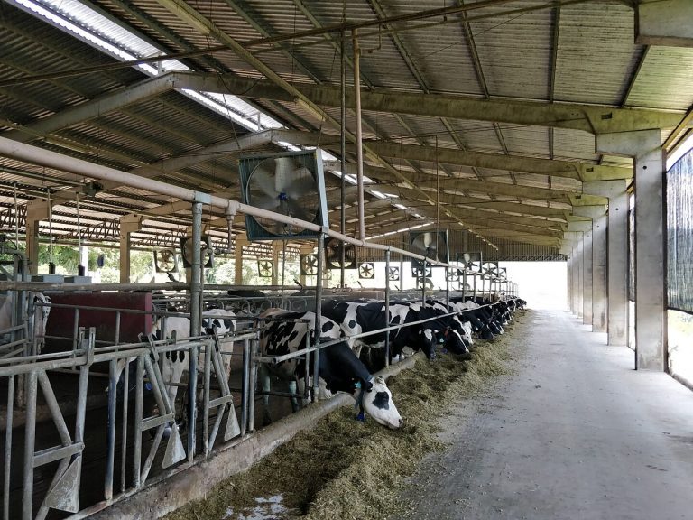 Ruminant feeding | Thermo