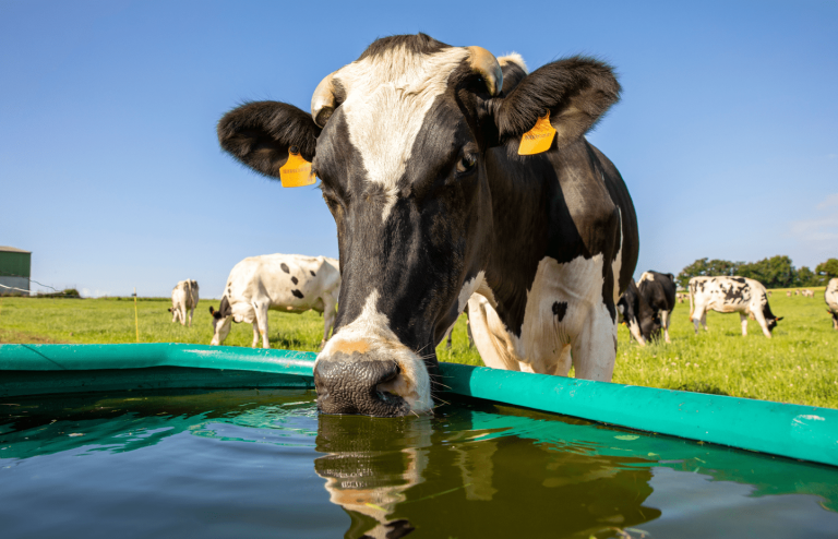 Limiting heat stress in ruminants livestock during summer | Thermo