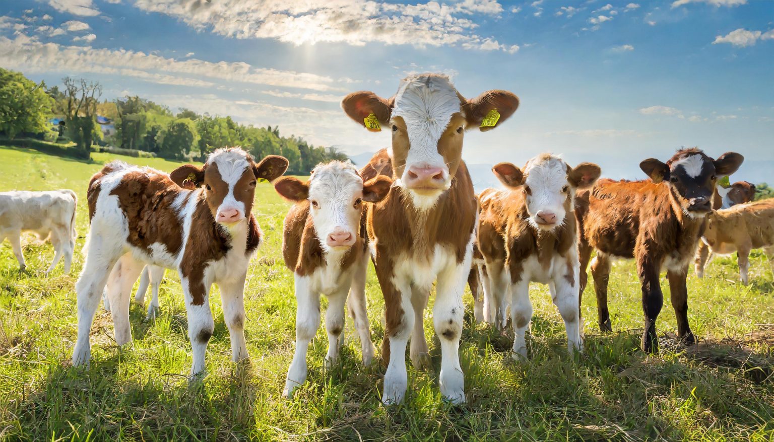 Our solutions for ruminants - Heat stress | Thermo
